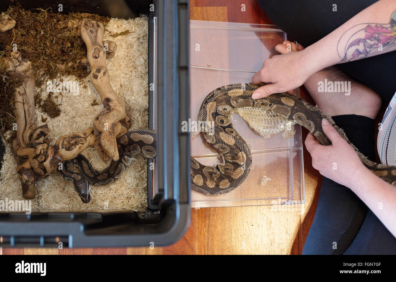 Minneapolis, Minnesota, USA. 21st February, 2016. A python snake that ...