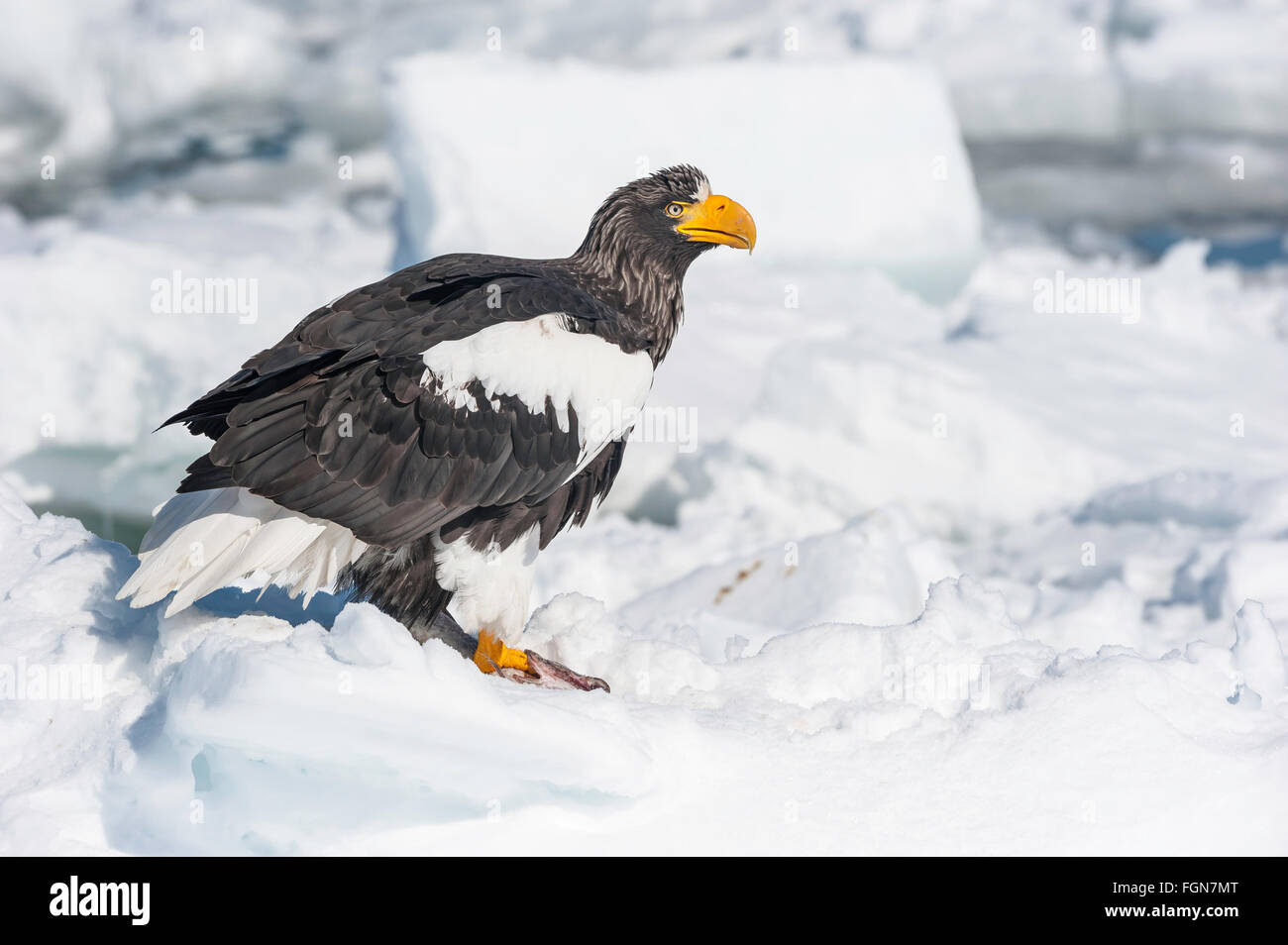 Steller's Sea Eagle, Haliaeetus pelagicus, Rausu, offshore Hokkaido ...