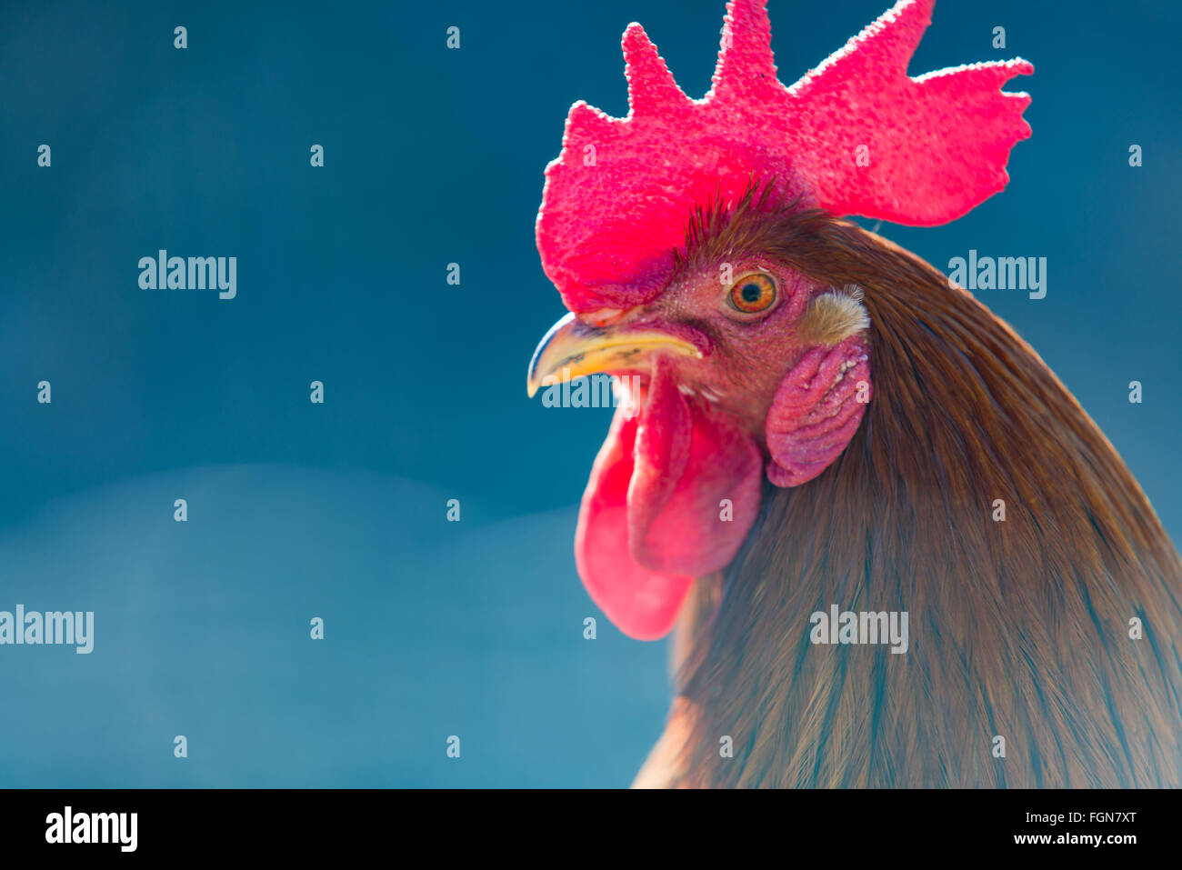 Close-up of a rooster (male chicken Stock Photo - Alamy