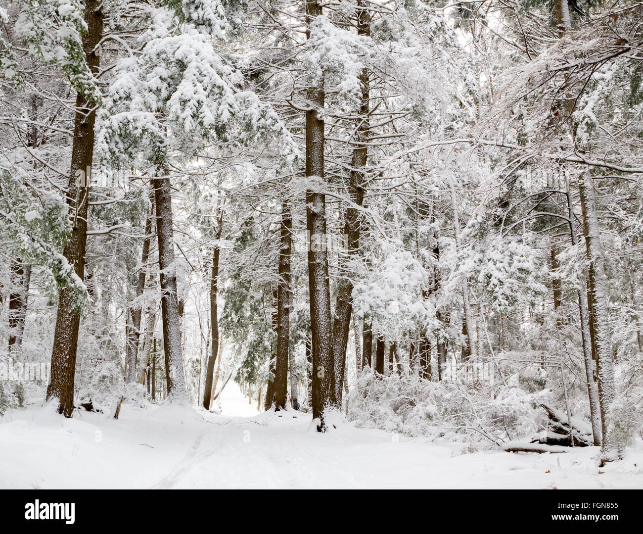 Wonderland winter photo and image hi-res stock photography and images ...