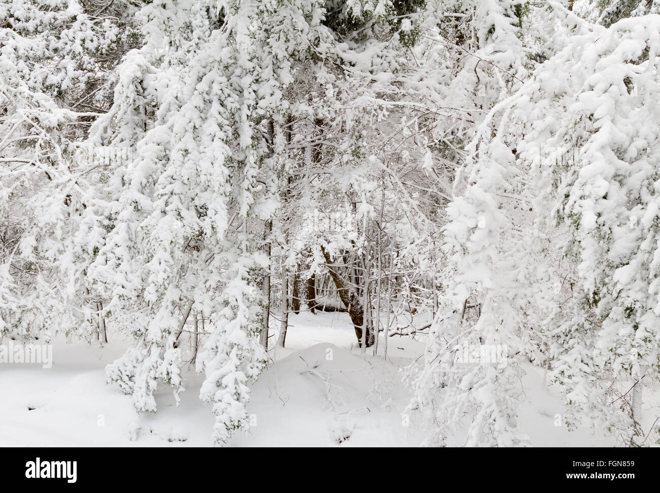 Beauty of snow storm hi-res stock photography and images - Alamy