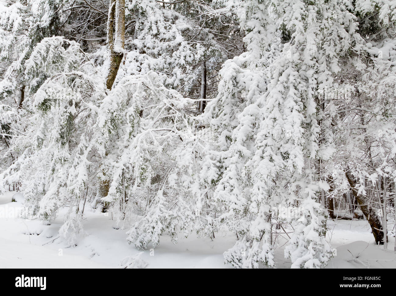 Trees After a snow storm Stock Photo - Alamy