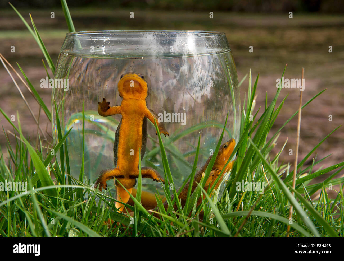 Rough skinned newts hi-res stock photography and images - Alamy