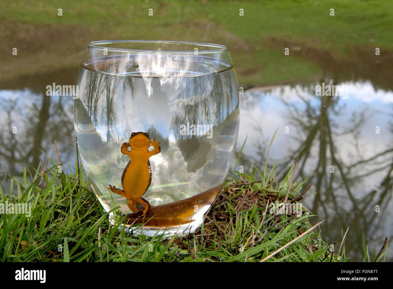 Newts mating hi-res stock photography and images - Alamy