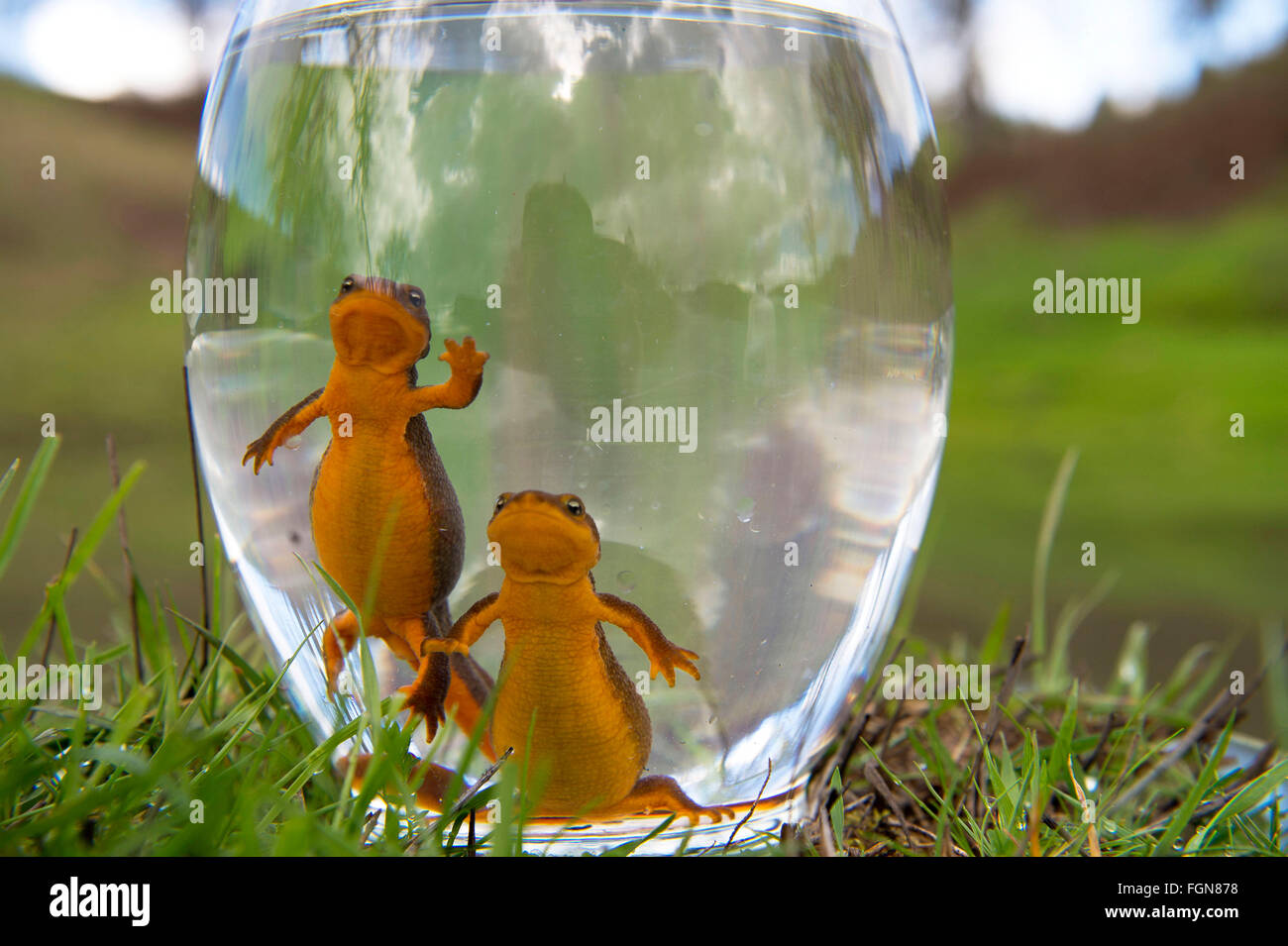 Elkton, Oregon, USA. 21st Feb, 2016. A pair of rough skinned newts swim ...