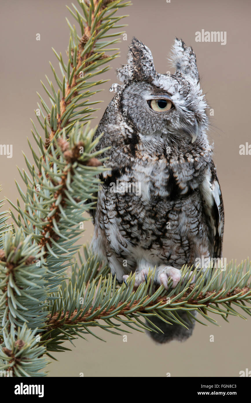 Coniferous Evergreen Tree High Resolution Stock Photography and Images ...