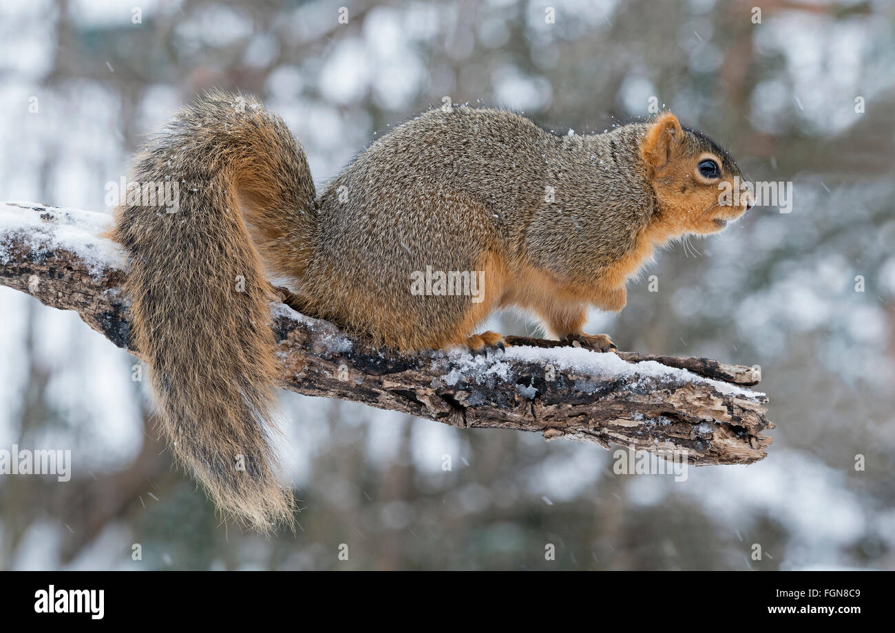 Eastern Fox Squirrel (Sciurus niger) on limb of tree, Winter, Eastern ...