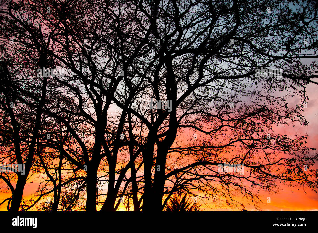 Acacia tree sunset red sky warm Stock Photo - Alamy