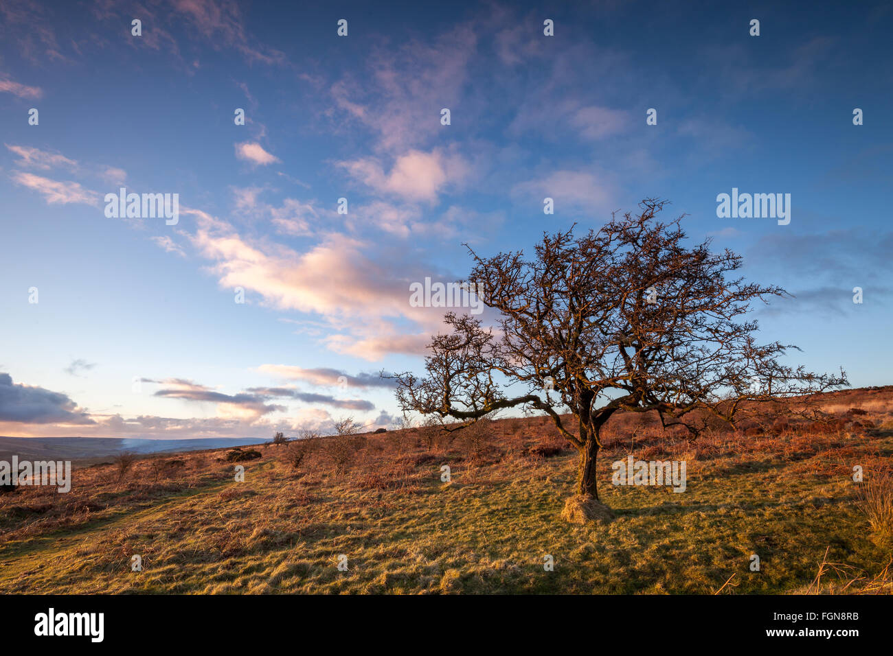 Hawthorn tree at Winsford Hill on Exmoor national park at sunset Stock ...