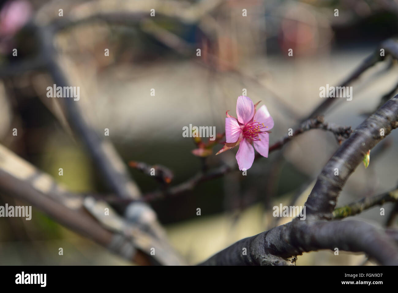 Large plum tree hi-res stock photography and images - Alamy