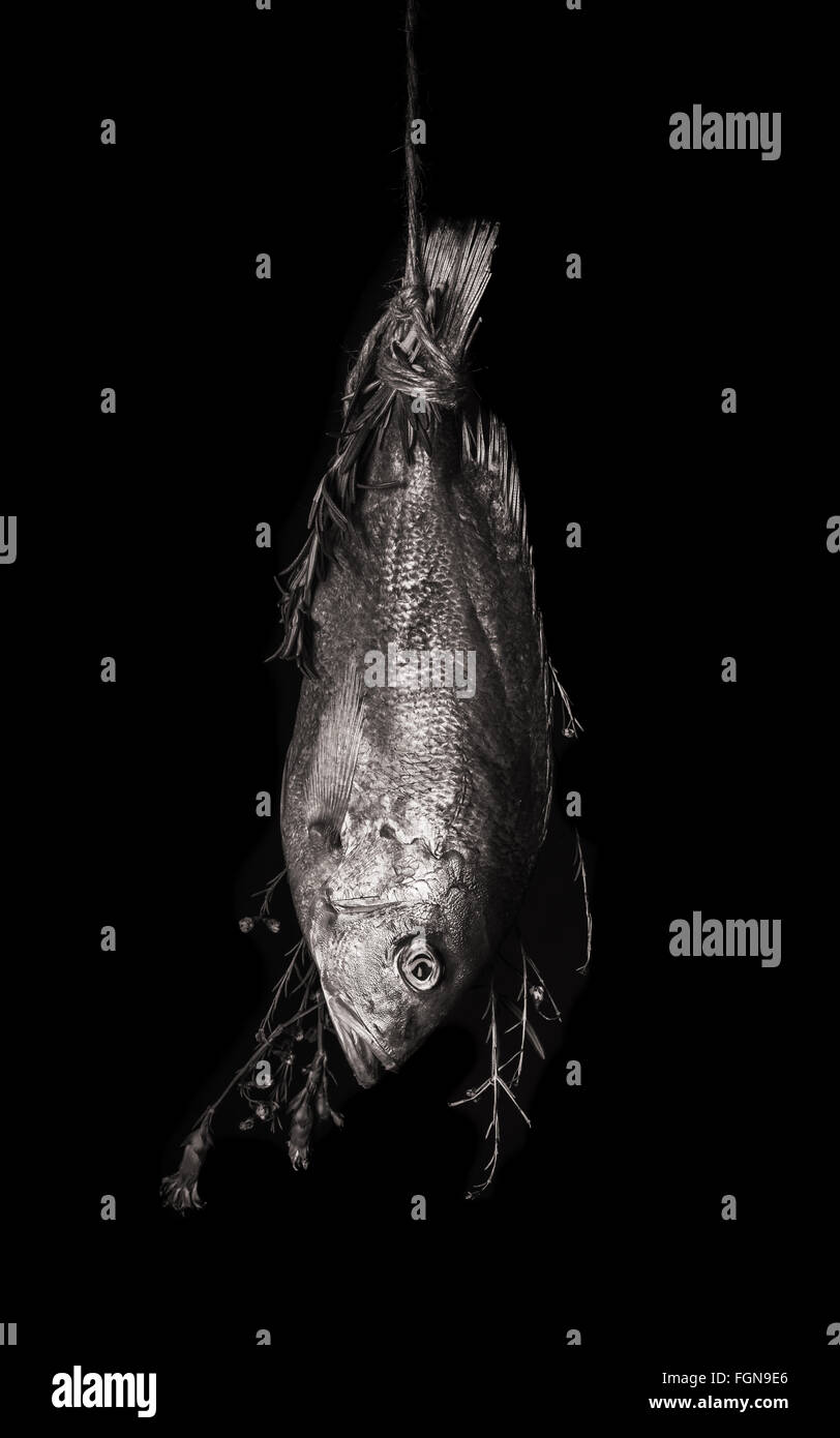 Copper snapper hi-res stock photography and images - Alamy