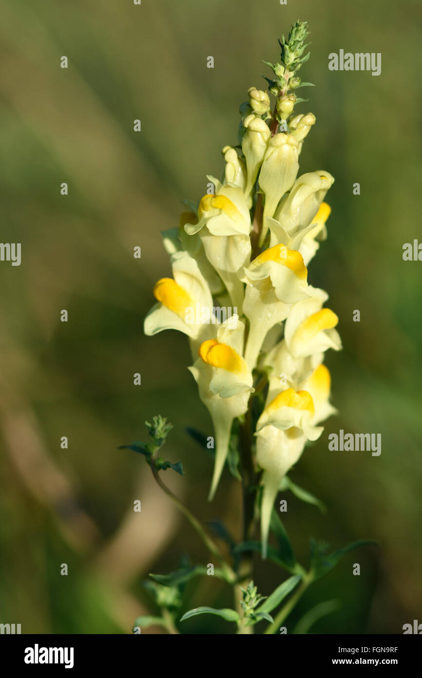 Common toadflax (Linaria vulgaris). An attractive lemon yellow flower ...