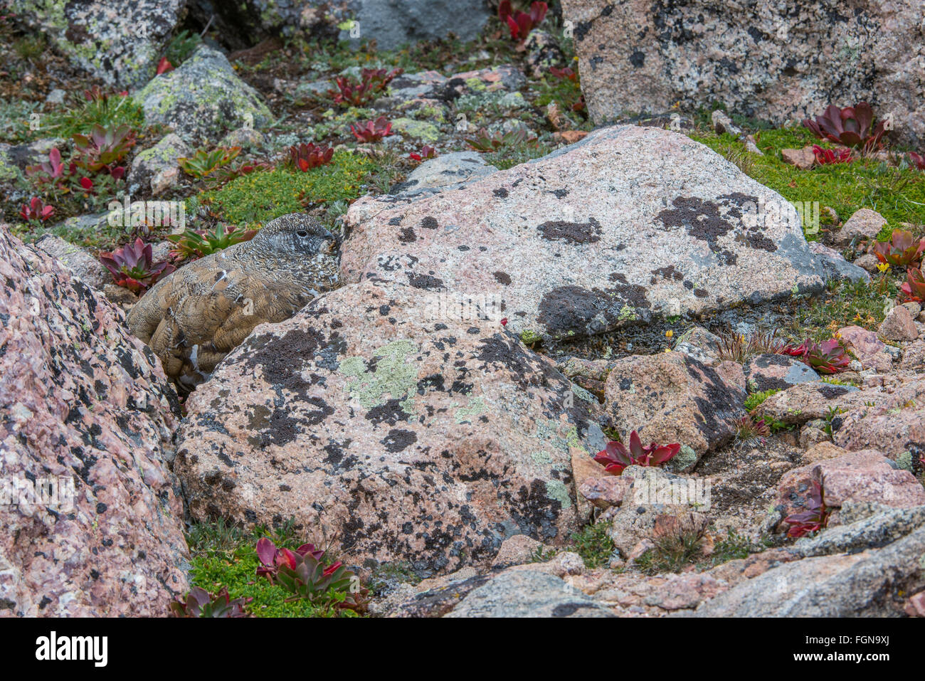 Lichen covered rocks mountains hi-res stock photography and images - Alamy