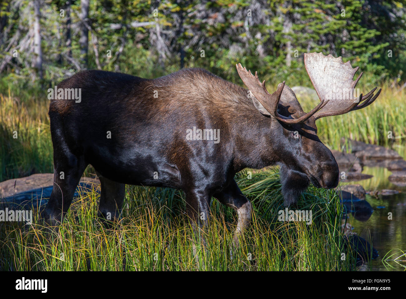 Bull moose foraging on hi-res stock photography and images - Alamy