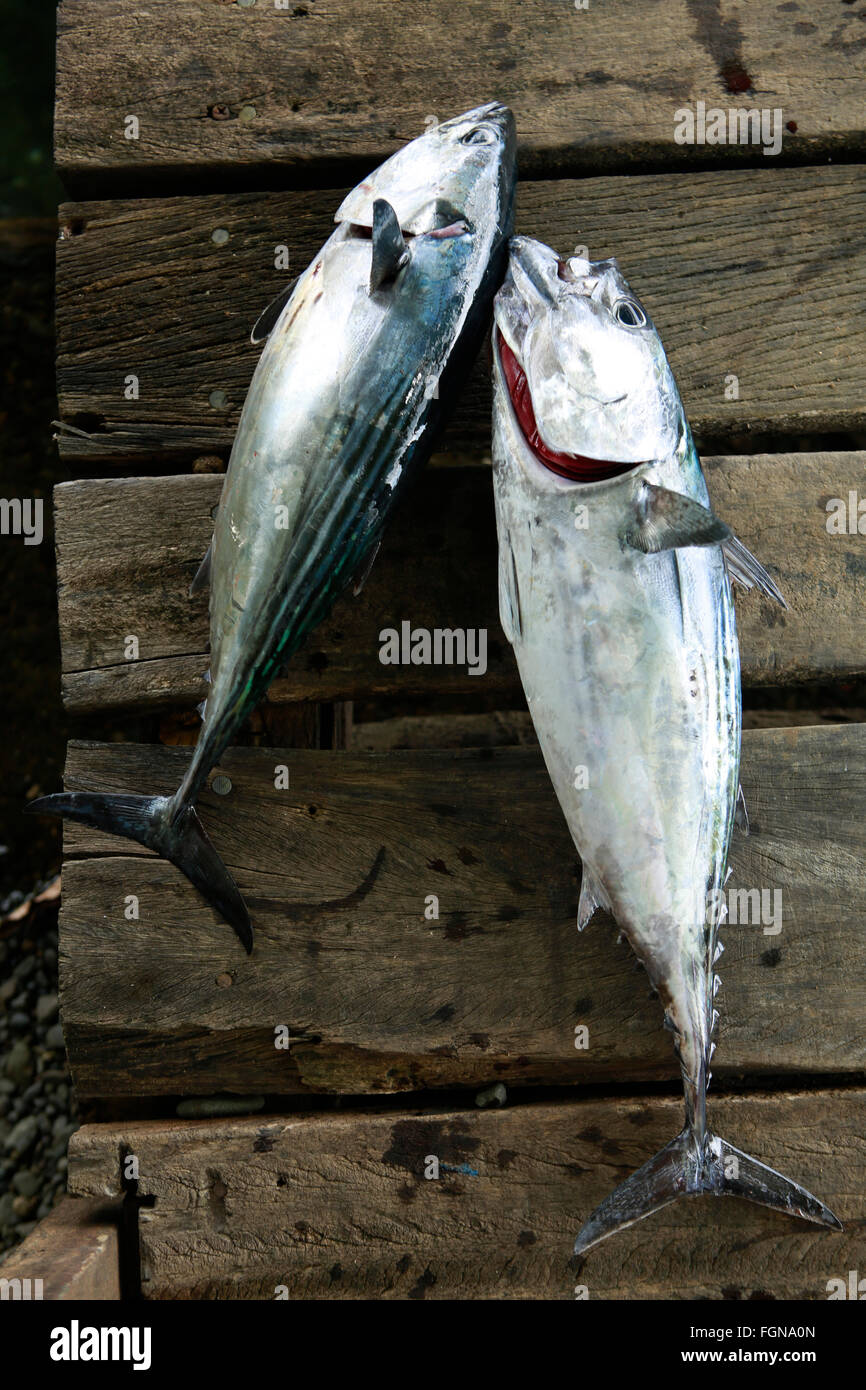 Freshly line caught skipjack tuna, Golfo Dulce, Costa Rica Stock Photo ...