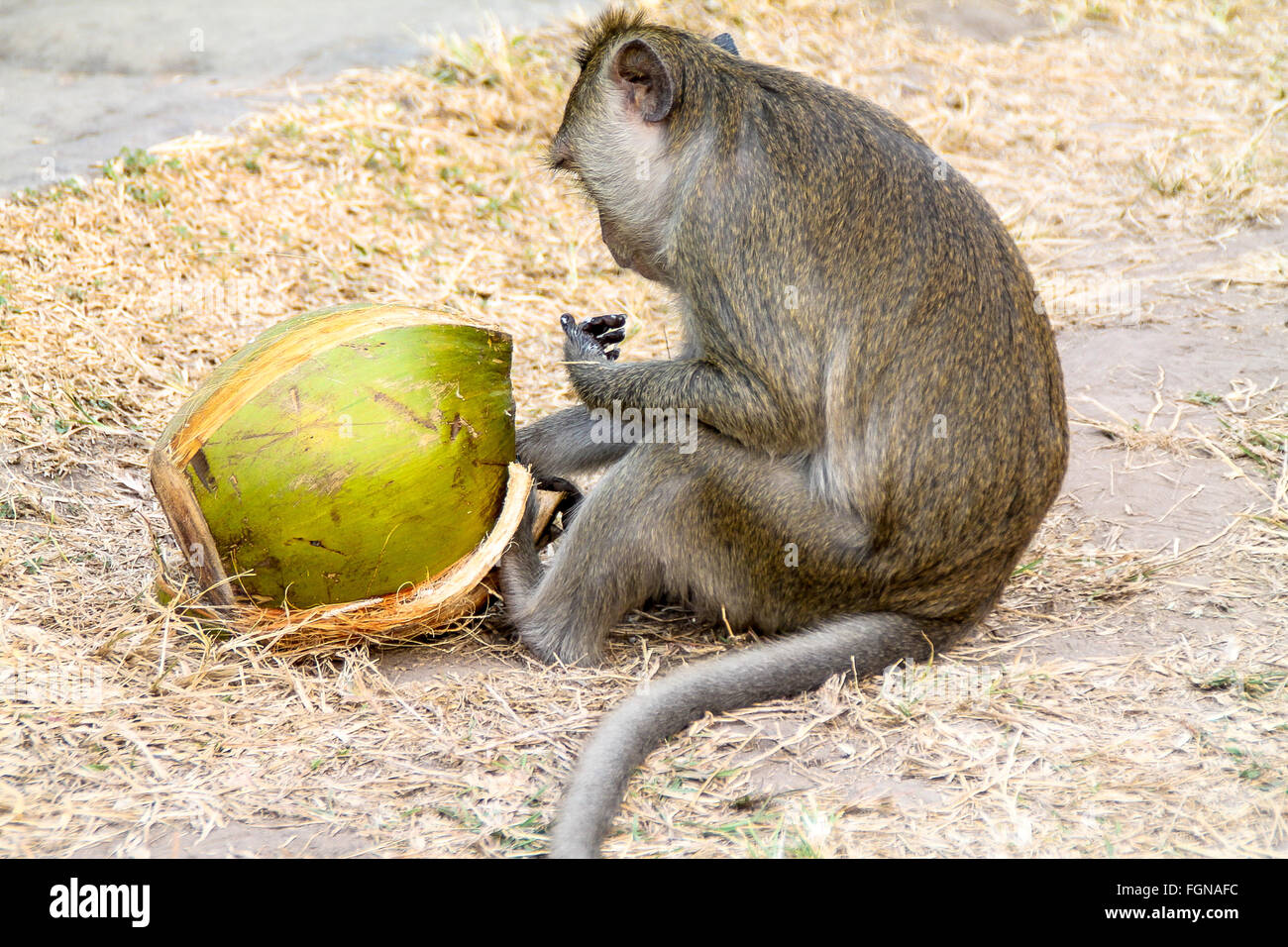 Monkey eating a coconut hi-res stock photography and images - Alamy
