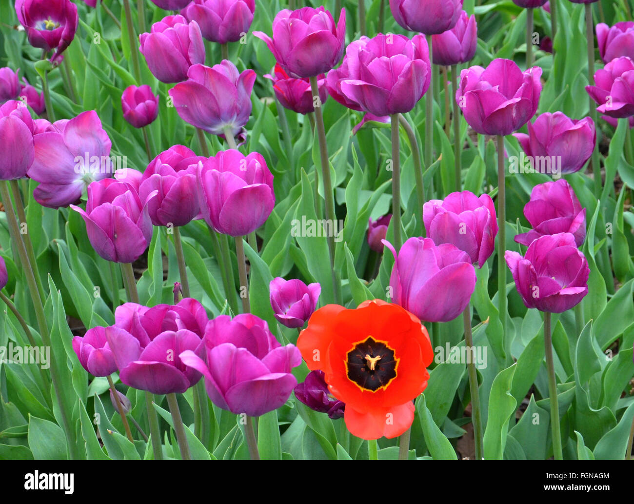 Peony leader hi-res stock photography and images - Alamy