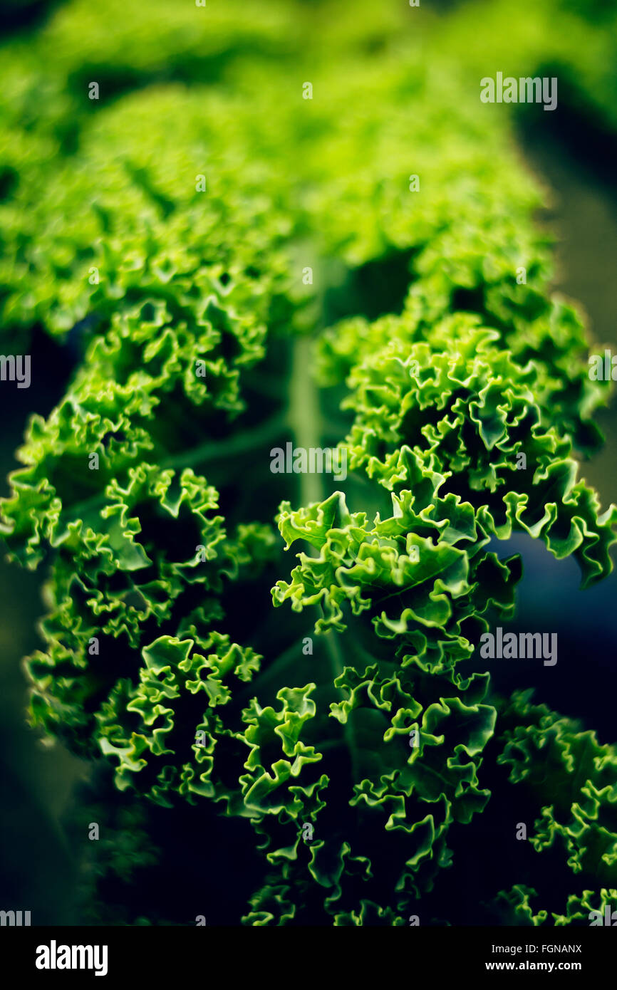 Close up of kale Stock Photo - Alamy