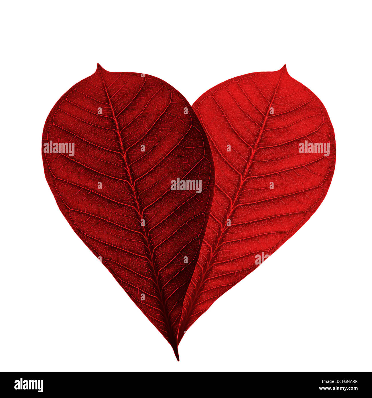 Transparent leaves cutout hi-res stock photography and images - Alamy