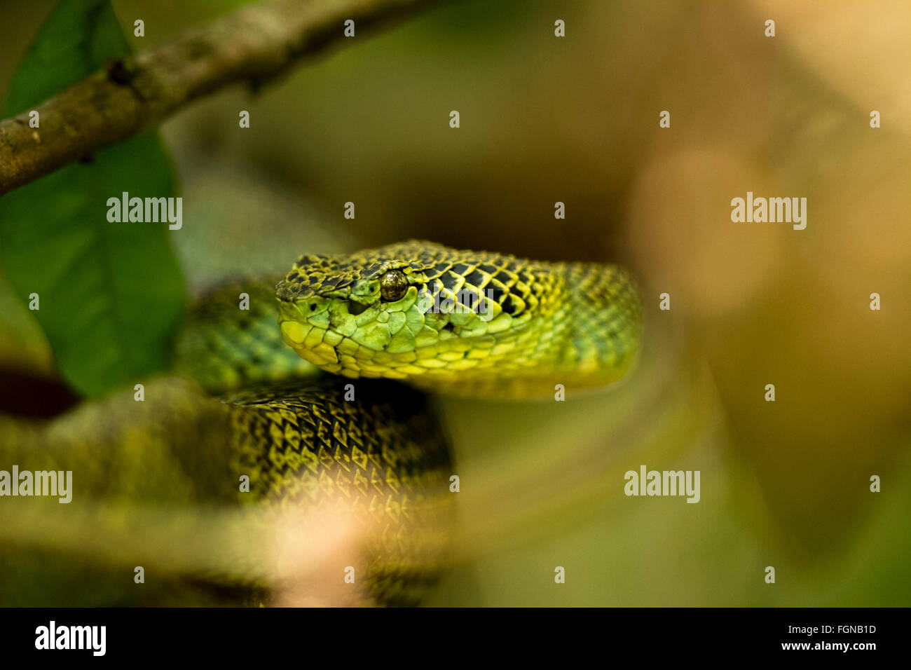 Pit vipers of india hi-res stock photography and images - Alamy