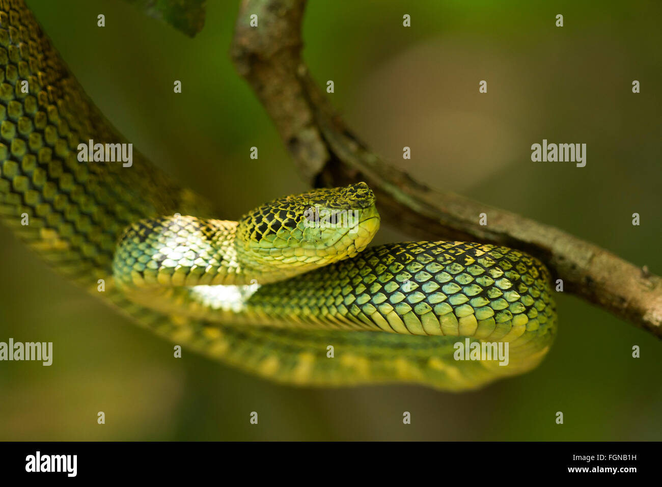 Green viper and fangs hi-res stock photography and images - Alamy