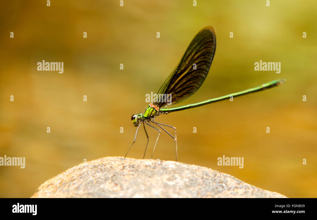 Damsel Flies with water background Stock Photo - Alamy