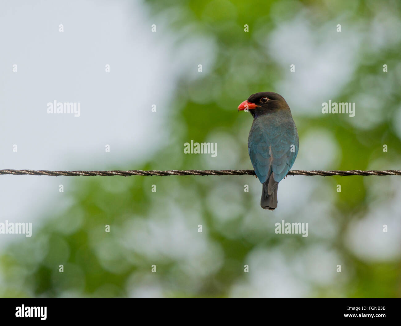 The dollarbird (Eurystomus orientalis), also known as the Oriental ...