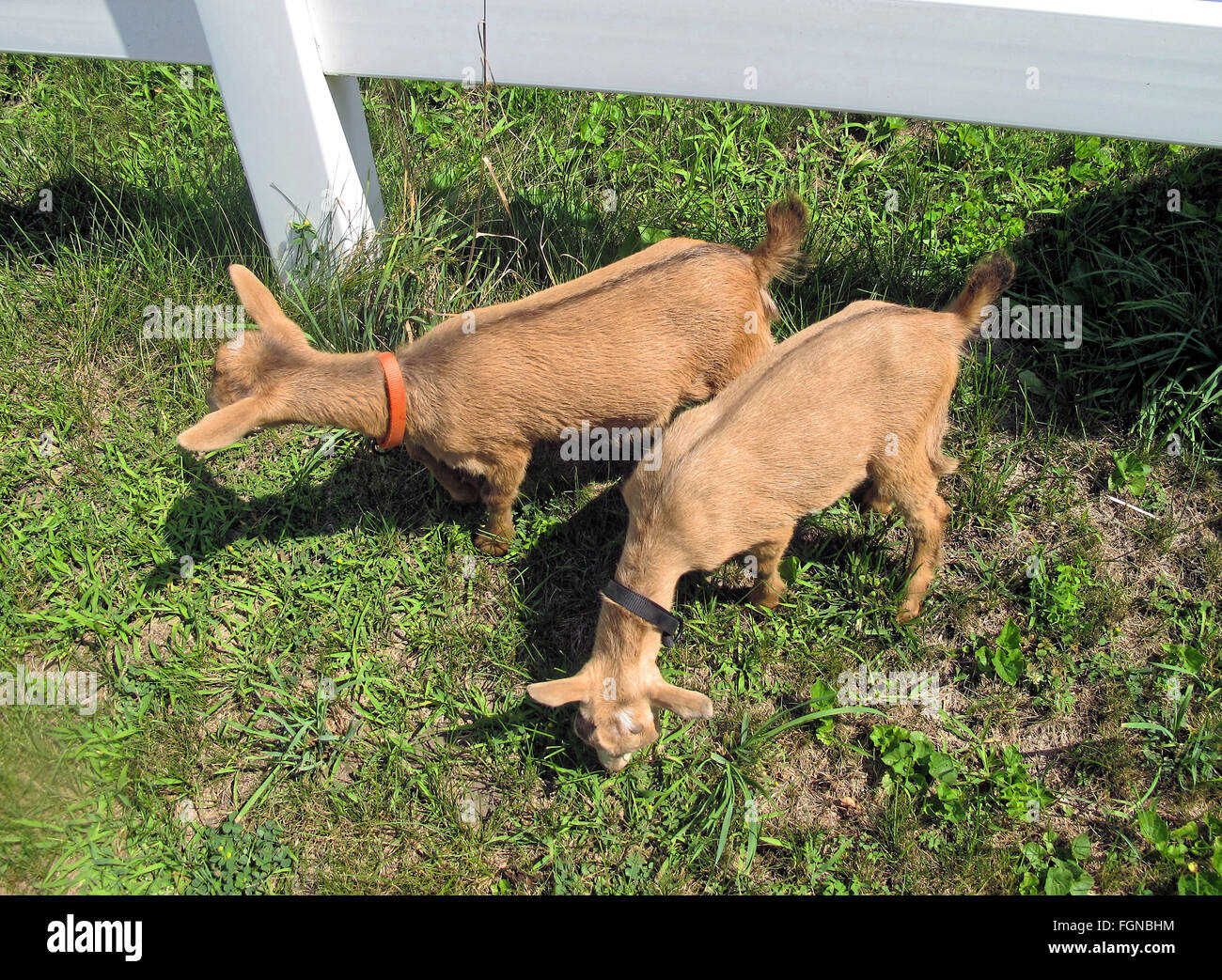 Brown baby goats eating grass at a farm Stock Photo - Alamy