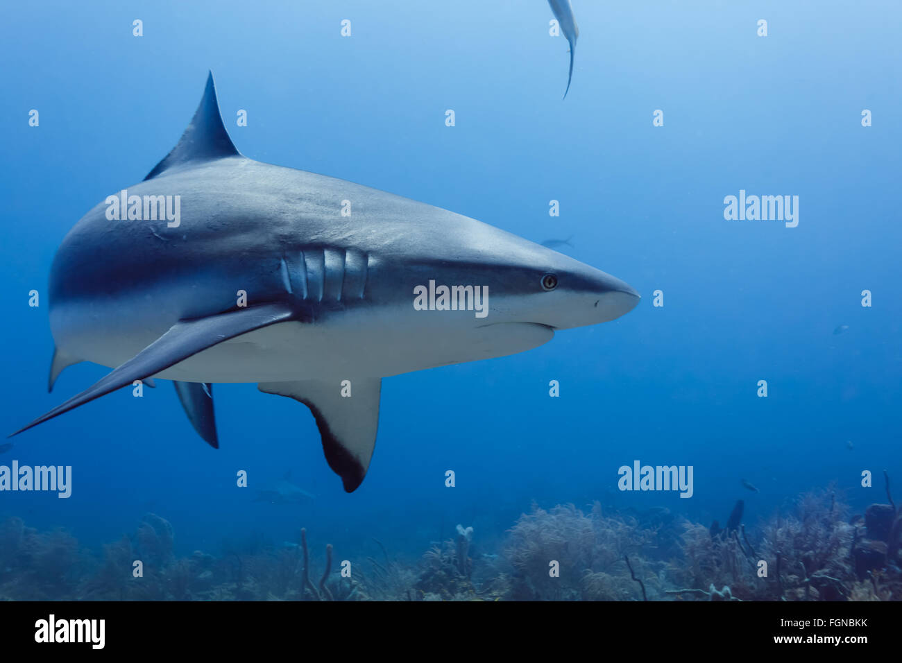 Shark scales close up hi-res stock photography and images - Alamy