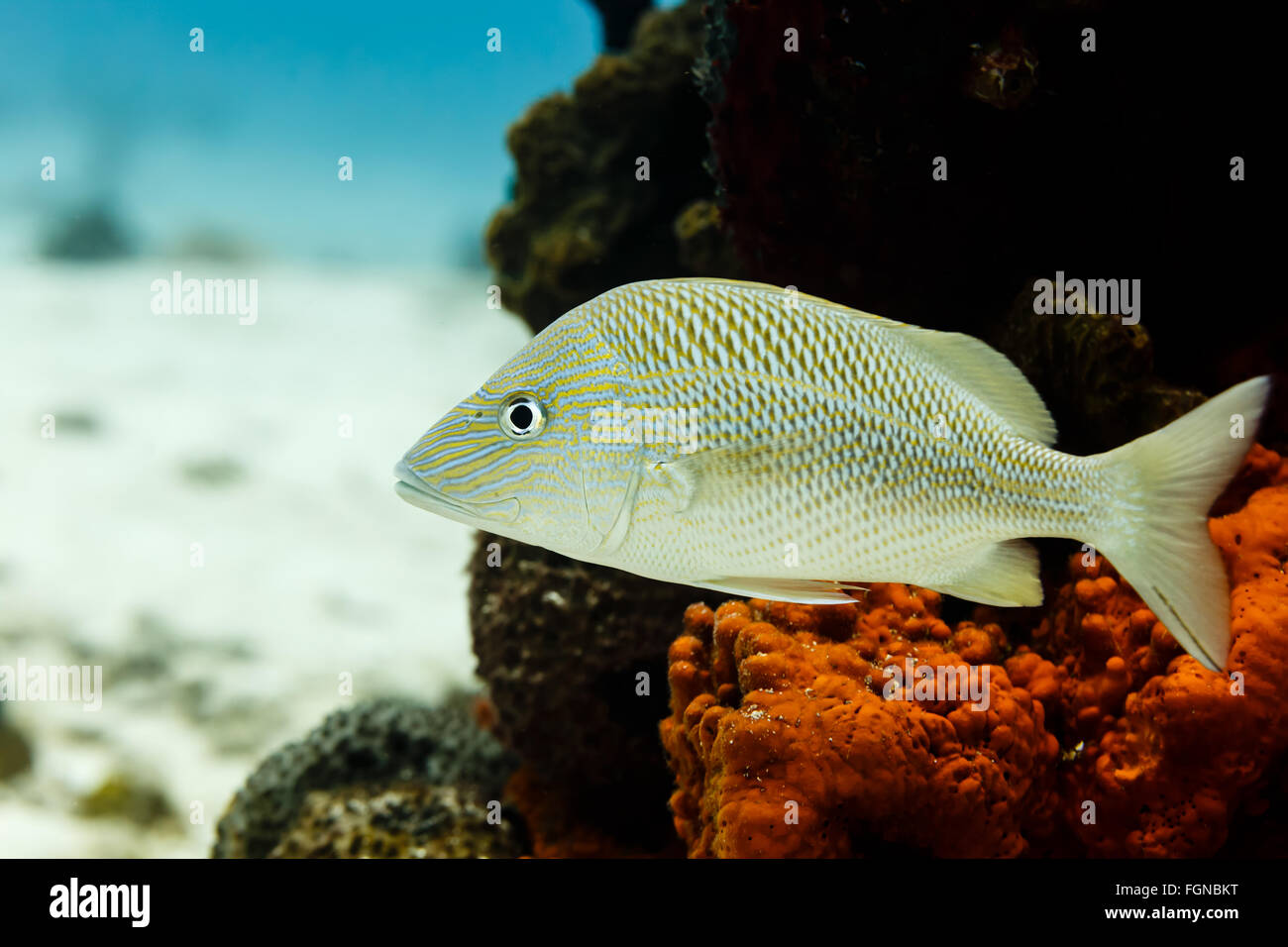 White grunt fish, haemulon plumierii, and coral on the reef, close up ...