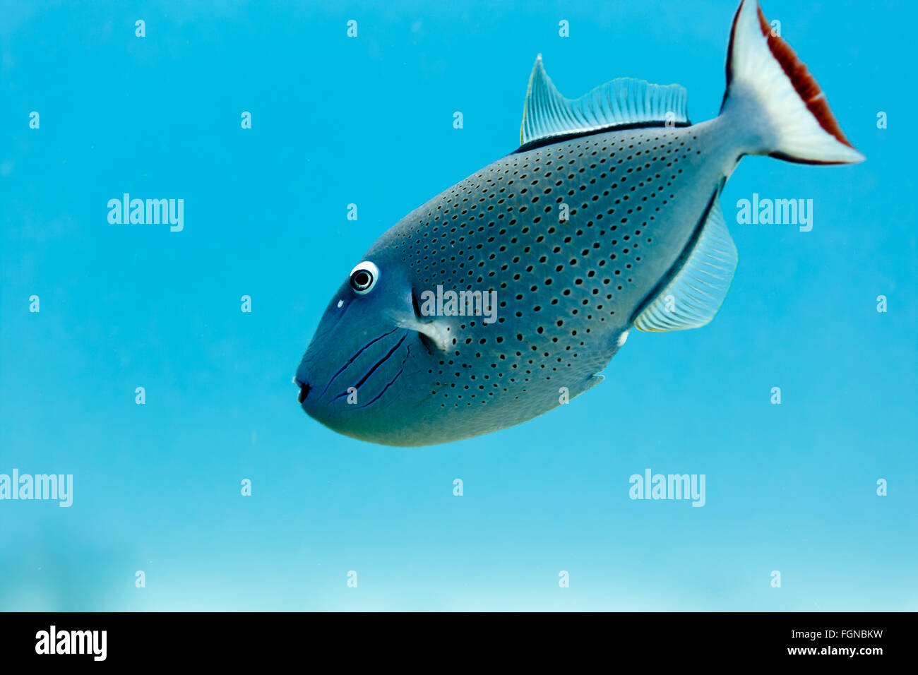 Sargassum Triggerfish, xanthichthys ringens, swimming in blue water on ...