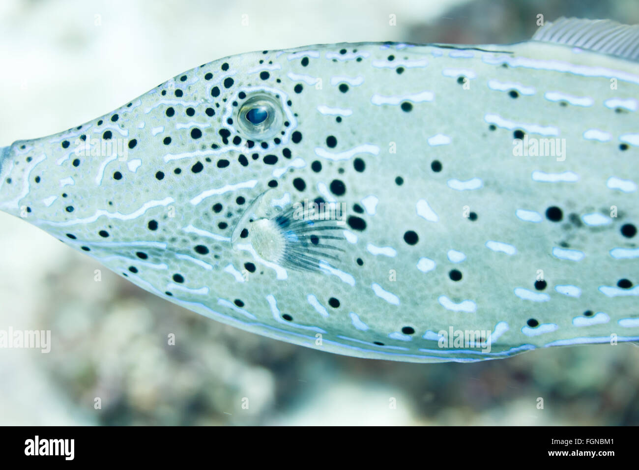 Blue Scrawled Filefish, aluterus scriptus, side view of head and scale ...