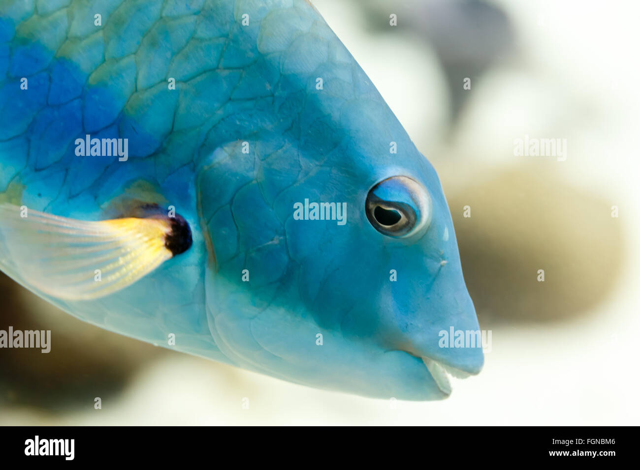 Detail of side-view of blue head and eye red tailed parrotffish ...