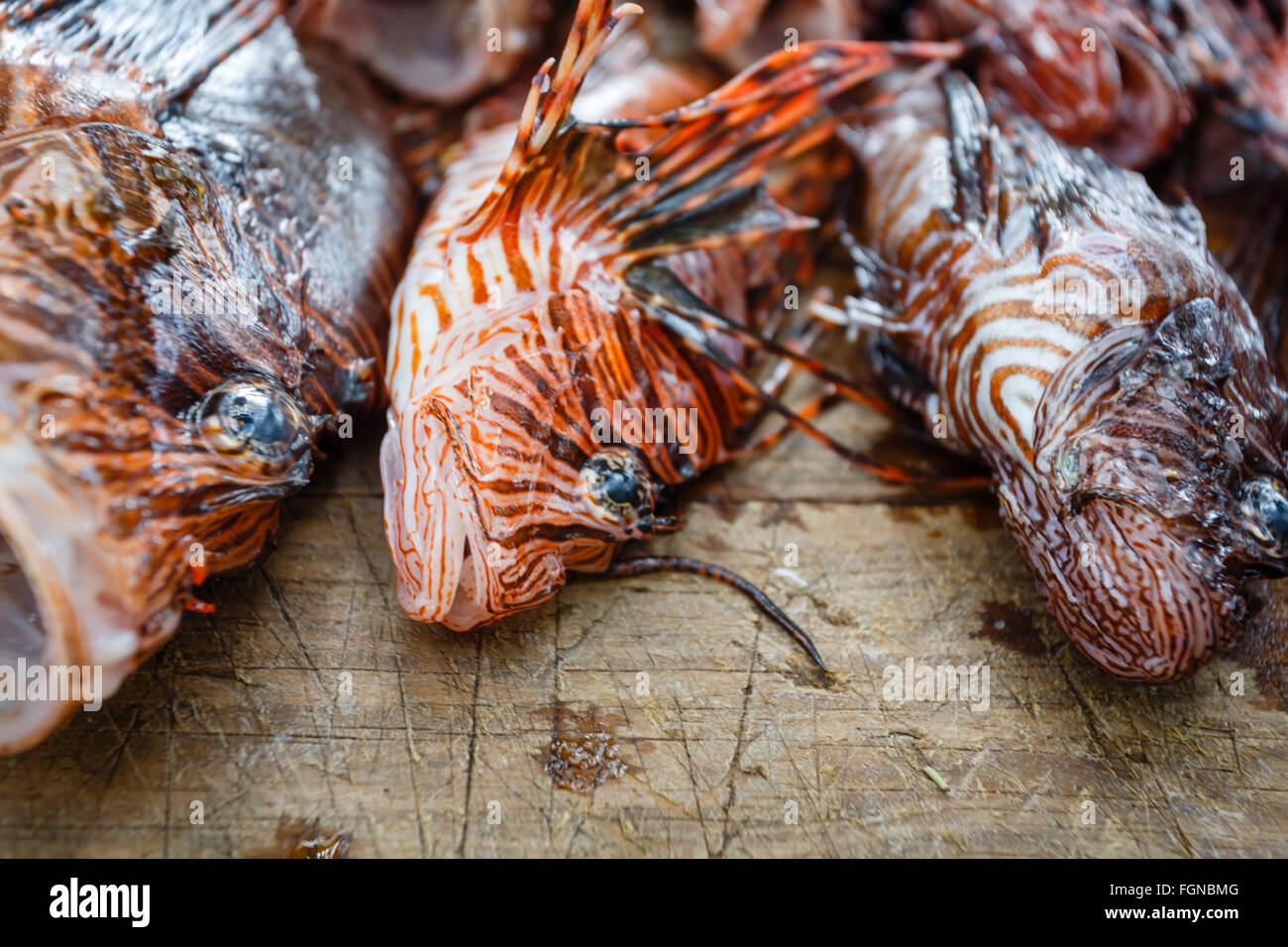 Lionfish Invasive Species