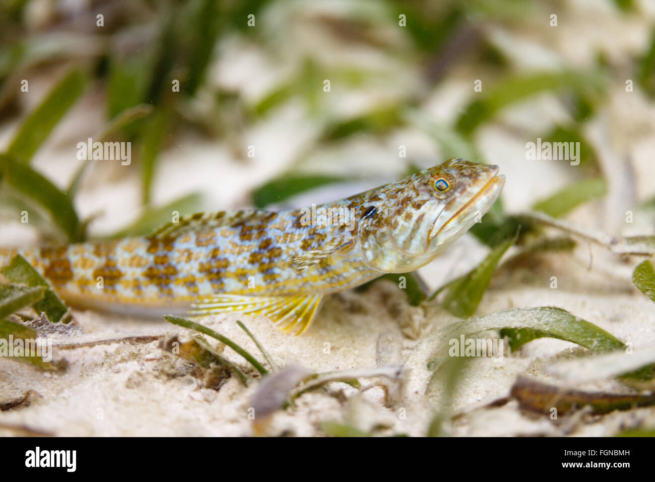 Inshore Lizardfish