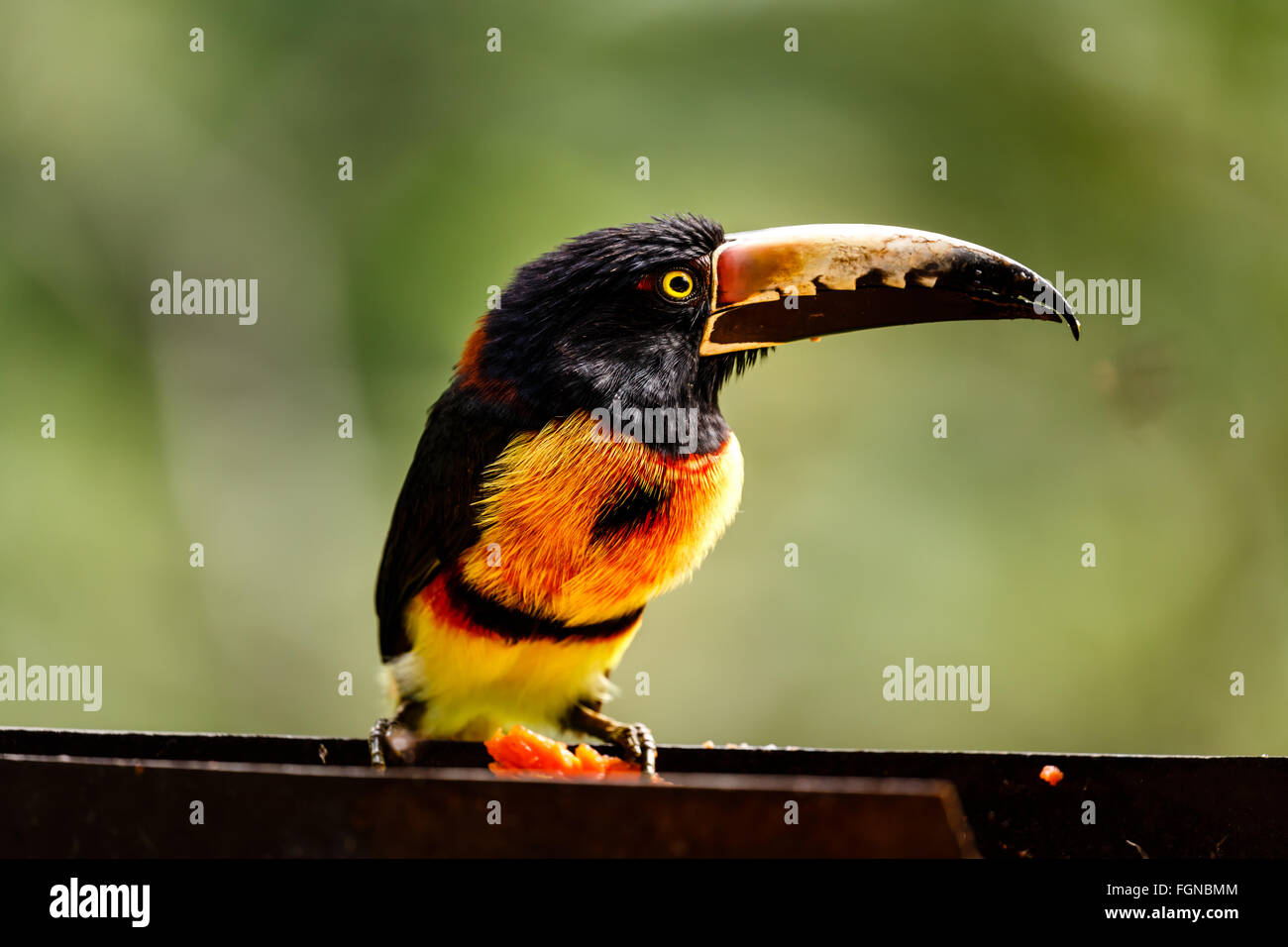 Close up of wild green-billed red-breasted toucan, Ramphastos dicolorus ...