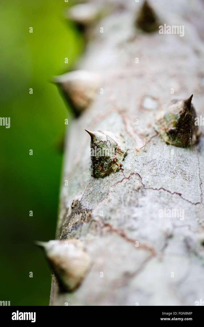 Sharp thorns hi-res stock photography and images - Alamy