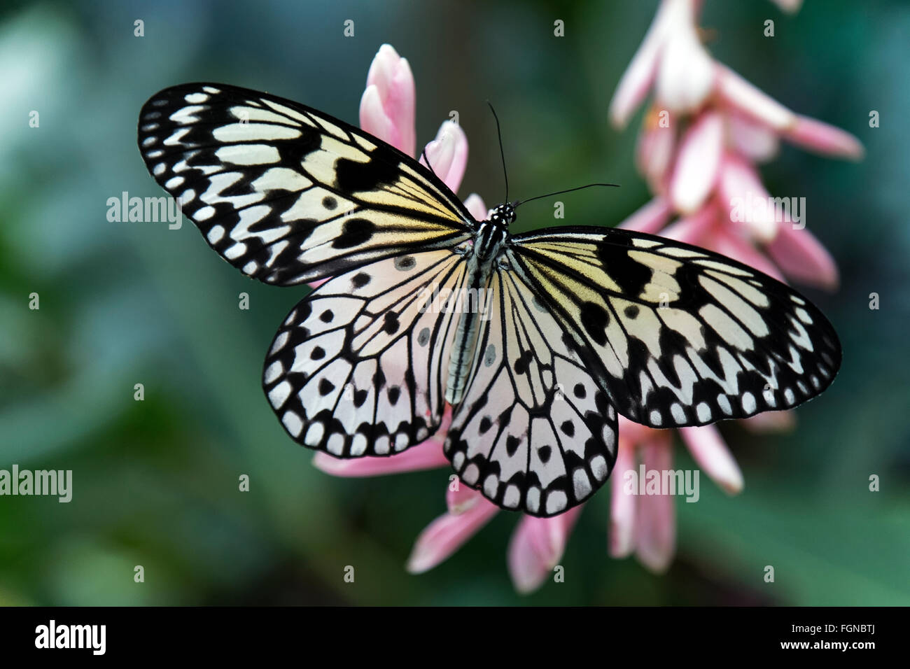 White Tree Nymph Butterfly Stock Photo - Alamy