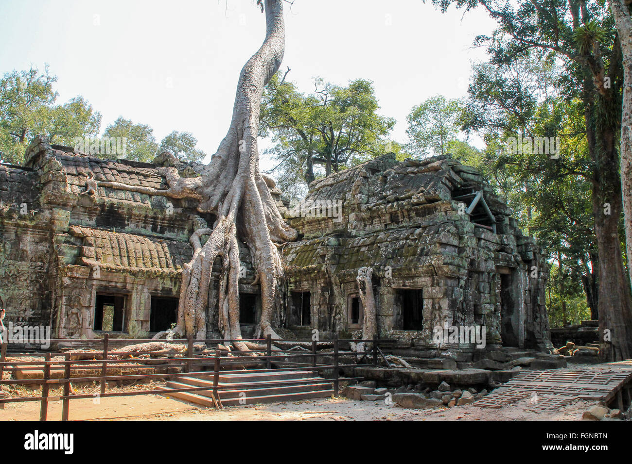 Landscape view of the overgrown structures with trees coming through ...