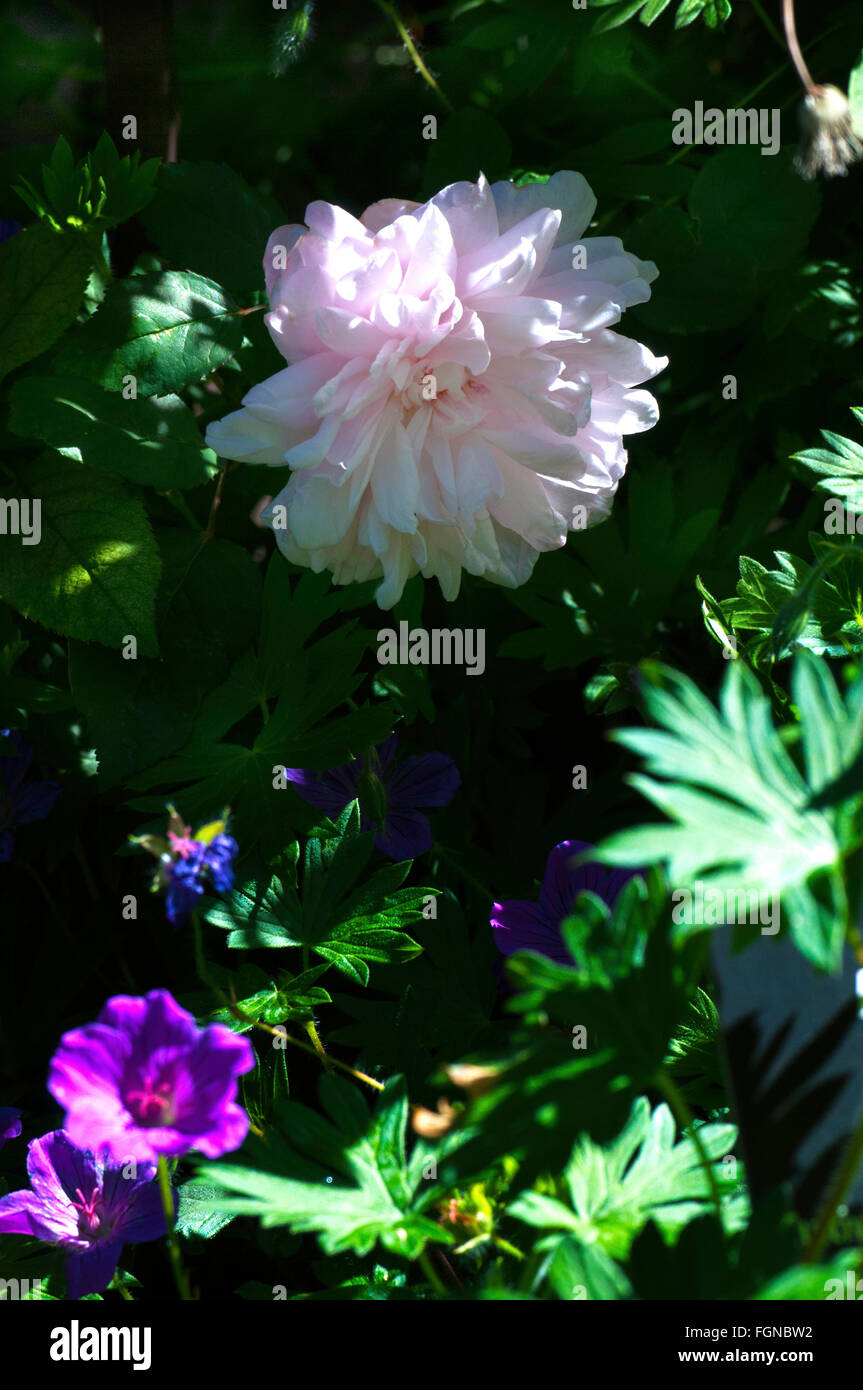 Pink china rose hi-res stock photography and images - Alamy