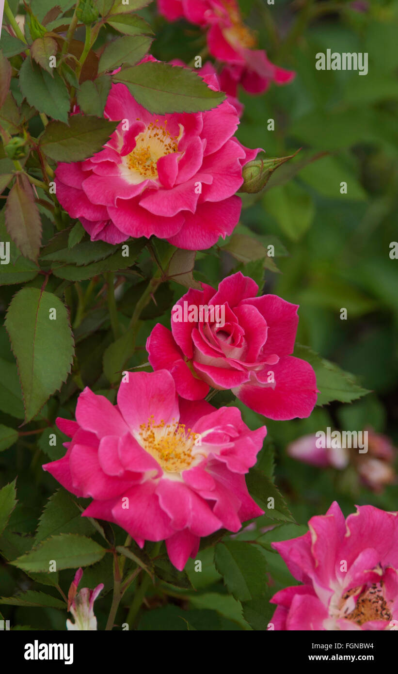 Roses by ping lim hi-res stock photography and images - Alamy