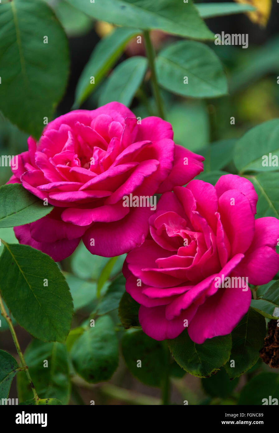 Rose mary tea hi-res stock photography and images - Alamy