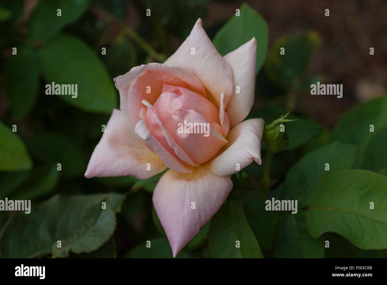 Rose, Rosa MEDALLION,, hybrid tea Stock Photo - Alamy