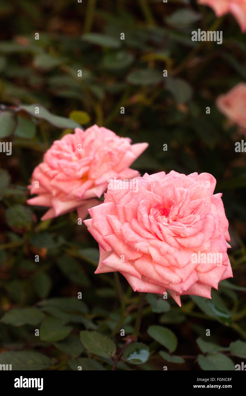 Minnie pearl hi-res stock photography and images - Alamy