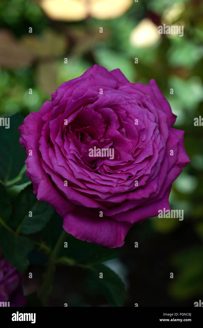 Rose, Rosa MOONBERRY, hybrid tea Stock Photo - Alamy