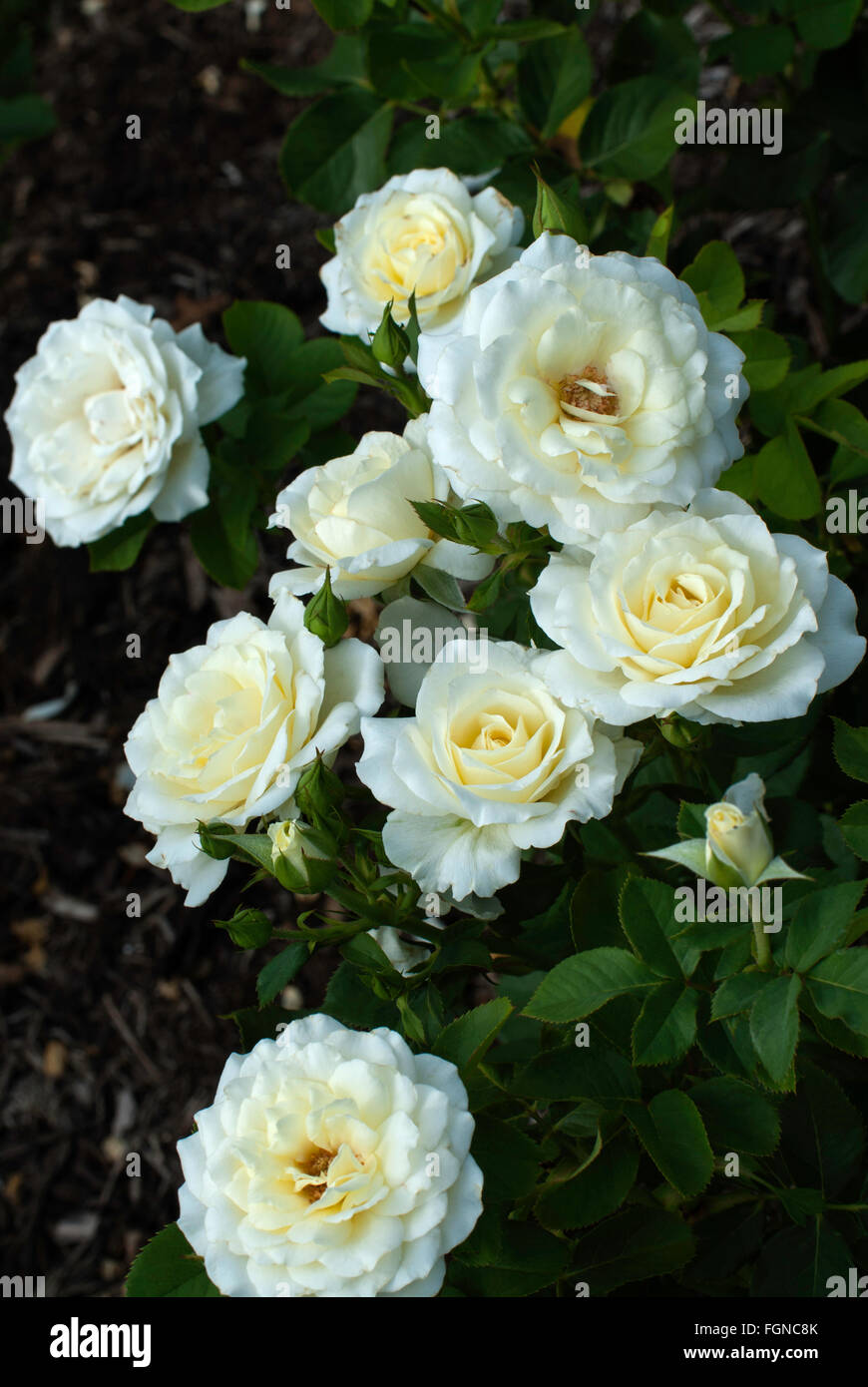 Rosa MOONDANCE Rose 2007 AARS Floribunda Stock Photo - Alamy