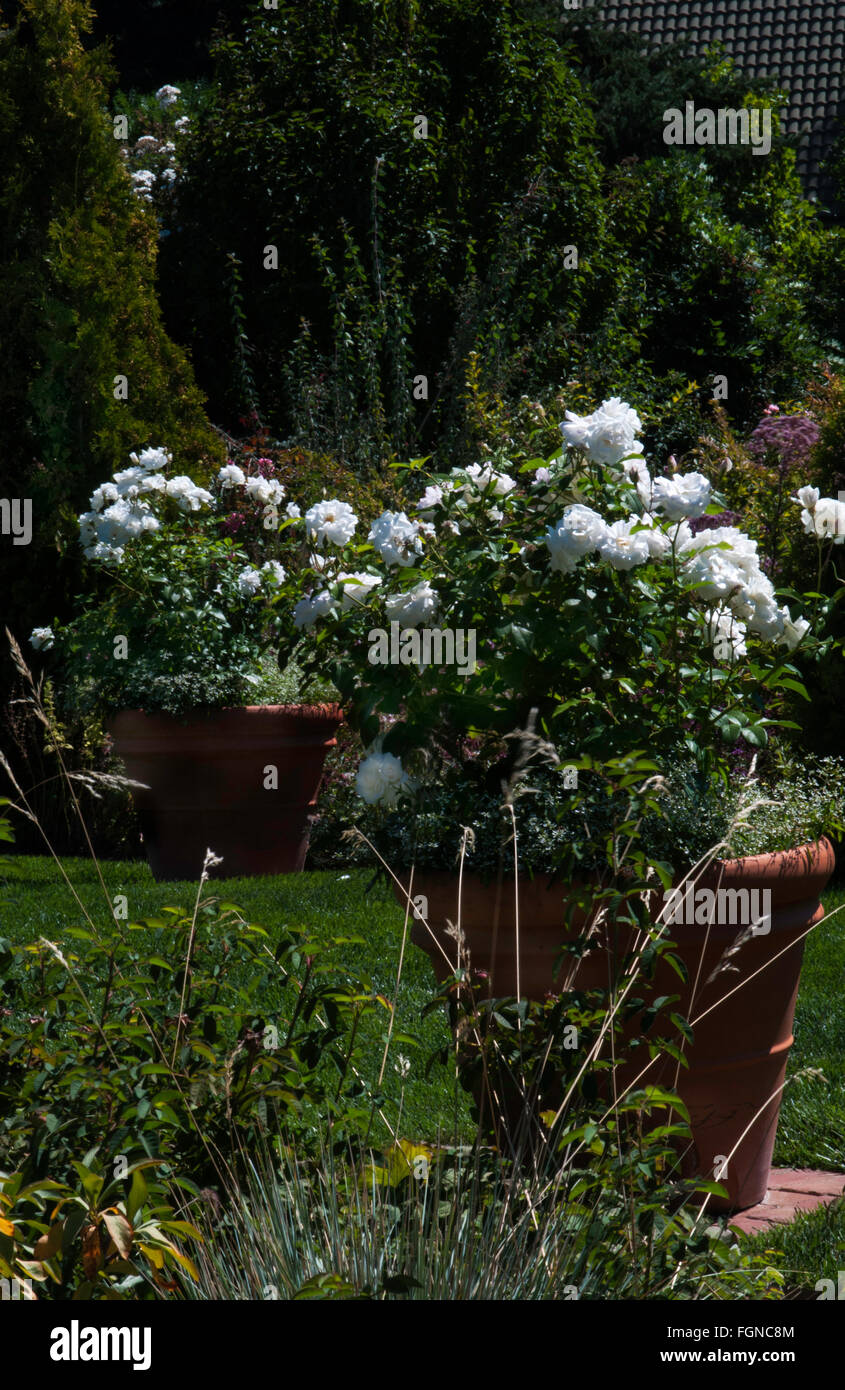 Rose, Rosa MOONDANCE Stock Photo - Alamy