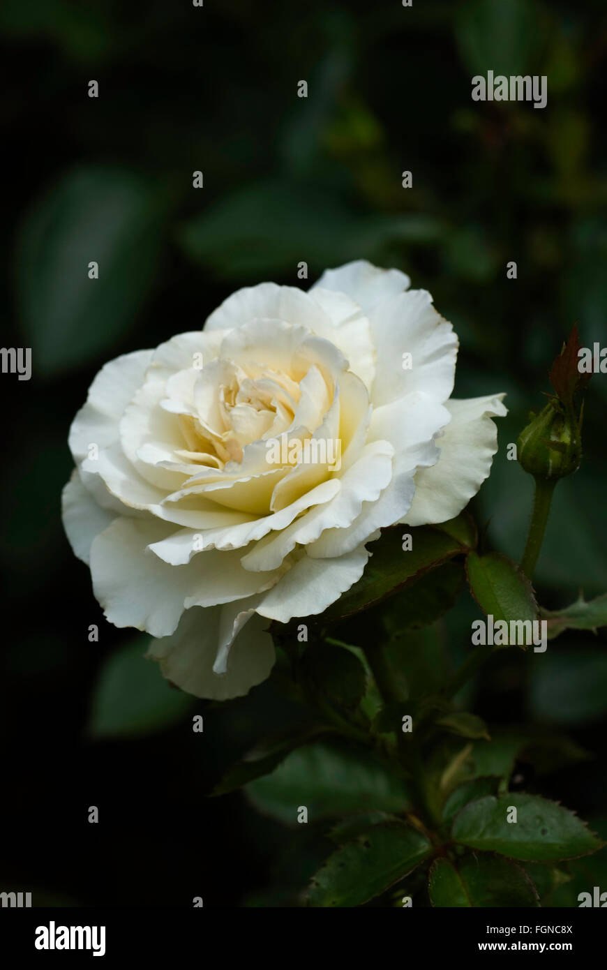 Rosa MOUNT HOOD, rose Stock Photo - Alamy