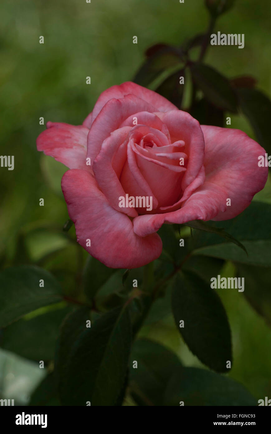 Rose, Rosa NEW ZEALAND, light pink, hybrid tea Stock Photo - Alamy