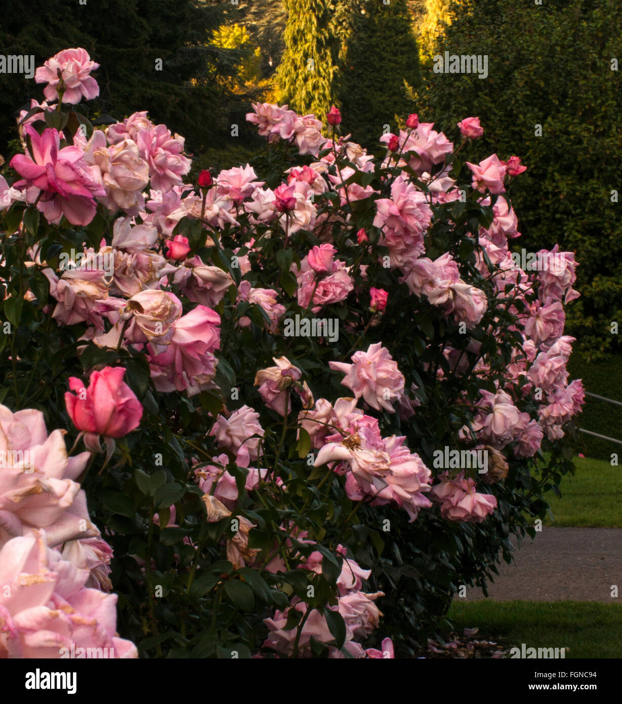 Light pink hybrid tea rose hi-res stock photography and images - Alamy